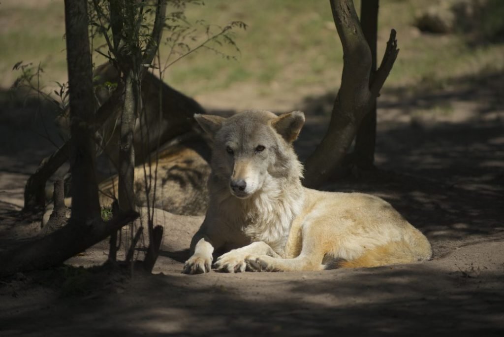 Spirit Medicine (Shamanic) Training - Middle Earth Medicine Ways